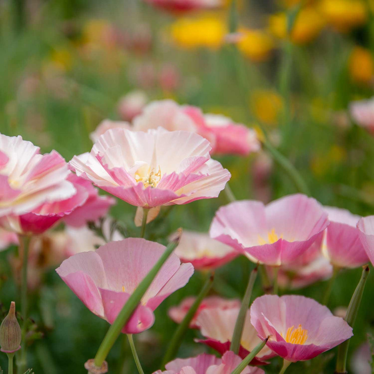 Californian Poppy Seeds 'Frilled Rose' | Buy Californian Poppy Seeds ...