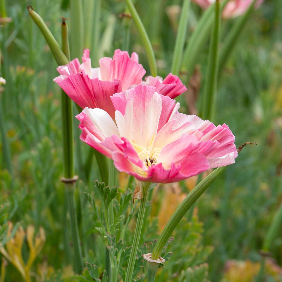 Californian Poppy Seeds 'Frilled Rose' | Marshalls Garden