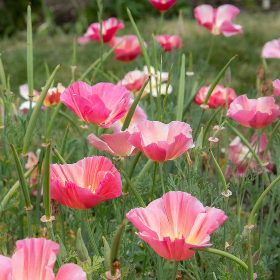 Californian Poppy Seeds 'Frilled Rose' | Marshalls Garden