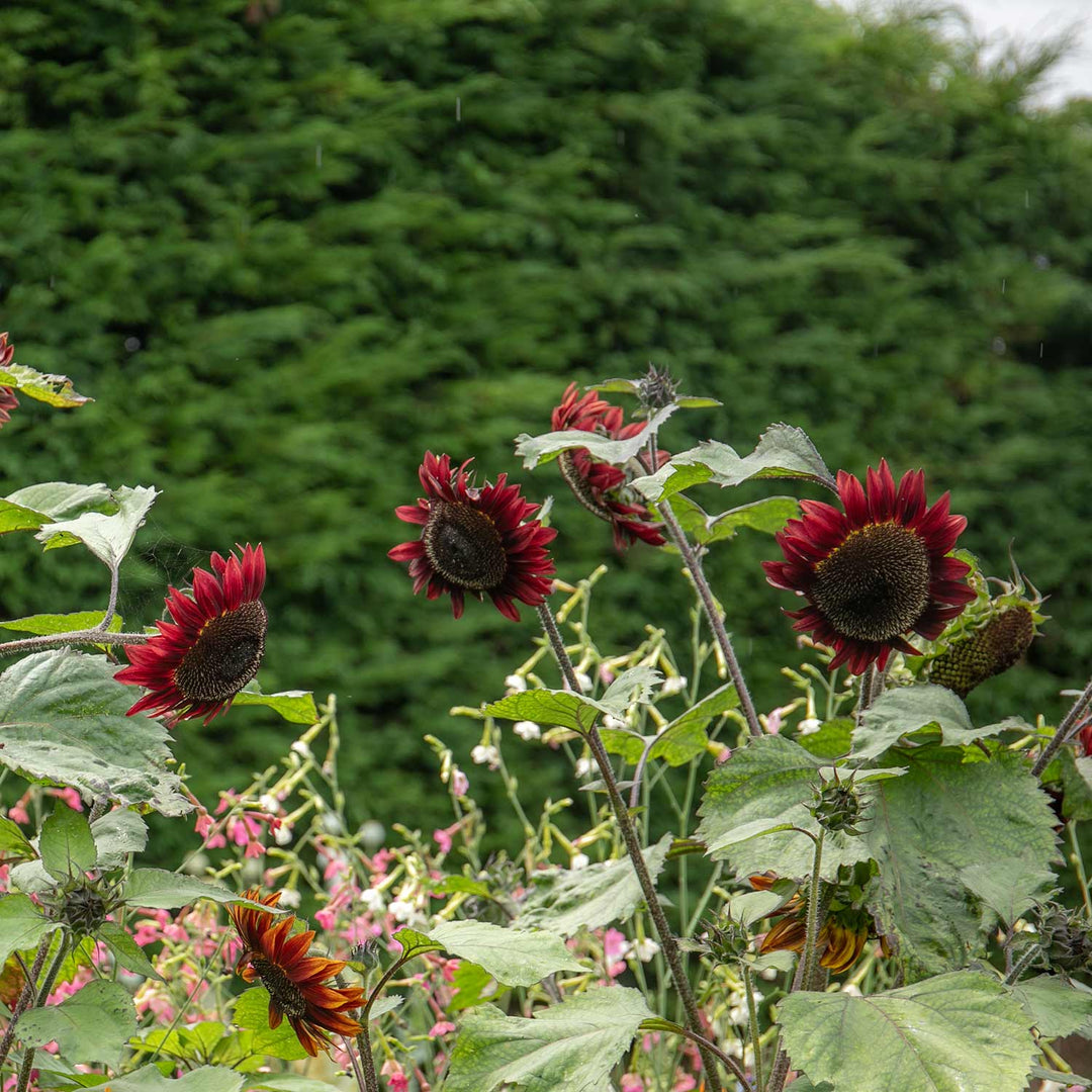 Sunflower Seeds 'Rouge Royale' | Buy Sunflower Seeds Online | Sunflower ...
