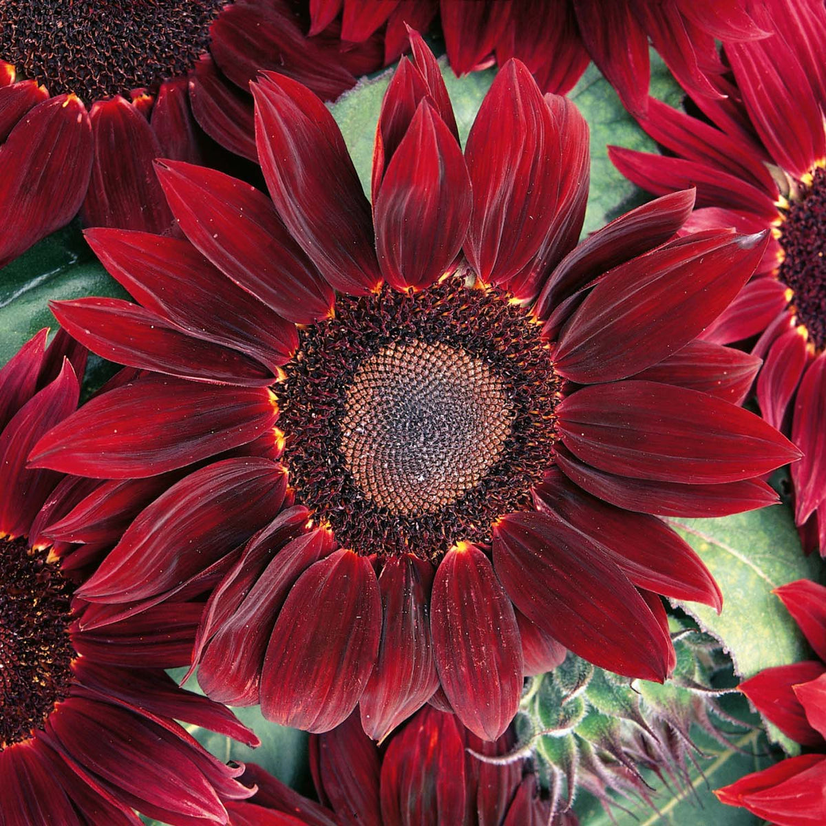 Sunflower Seeds 'Rouge Royale' | Buy Sunflower Seeds Online | Sunflower ...