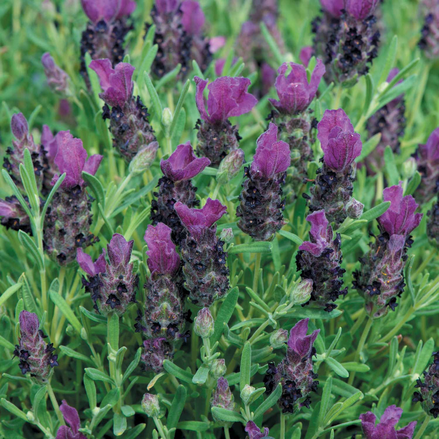 Lavender Seeds 'Bandera Deep Purple' | Marshalls Garden