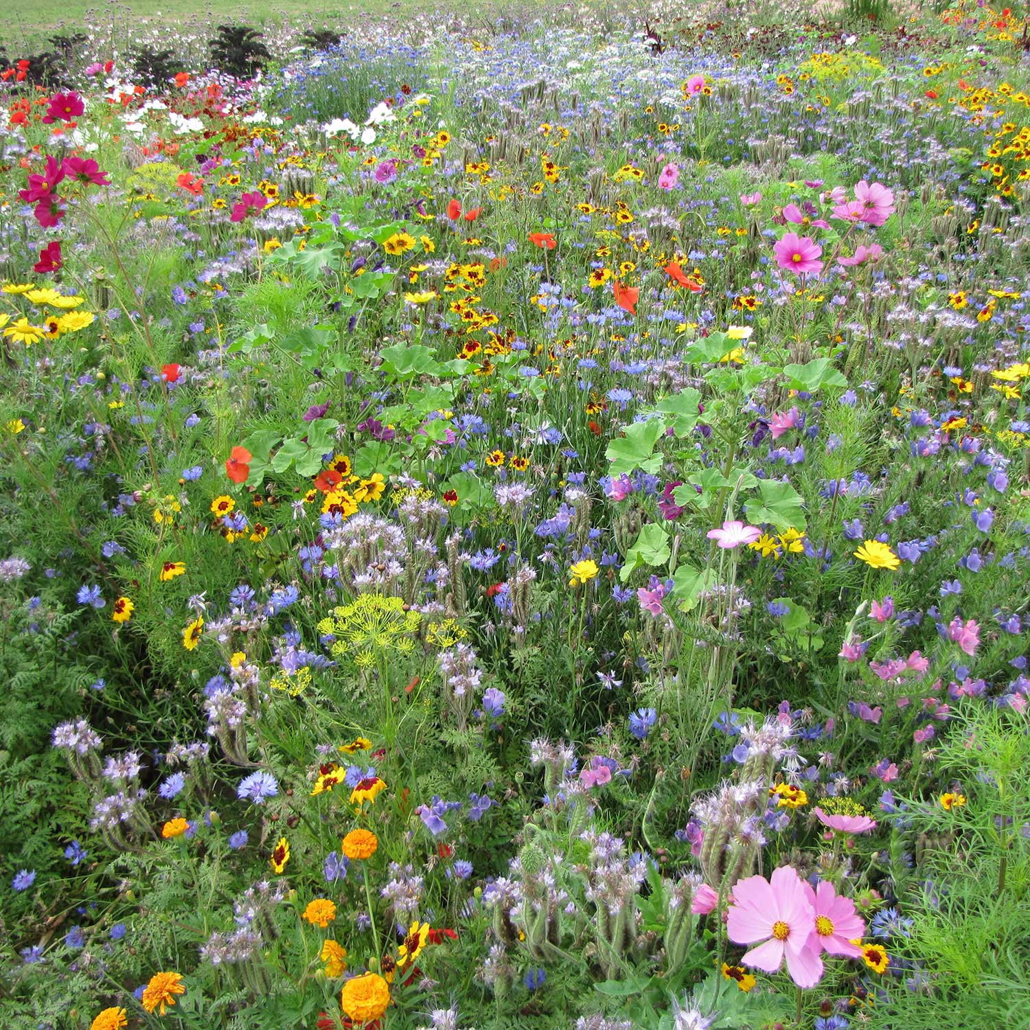Bee Mix Seeds | Marshalls Garden