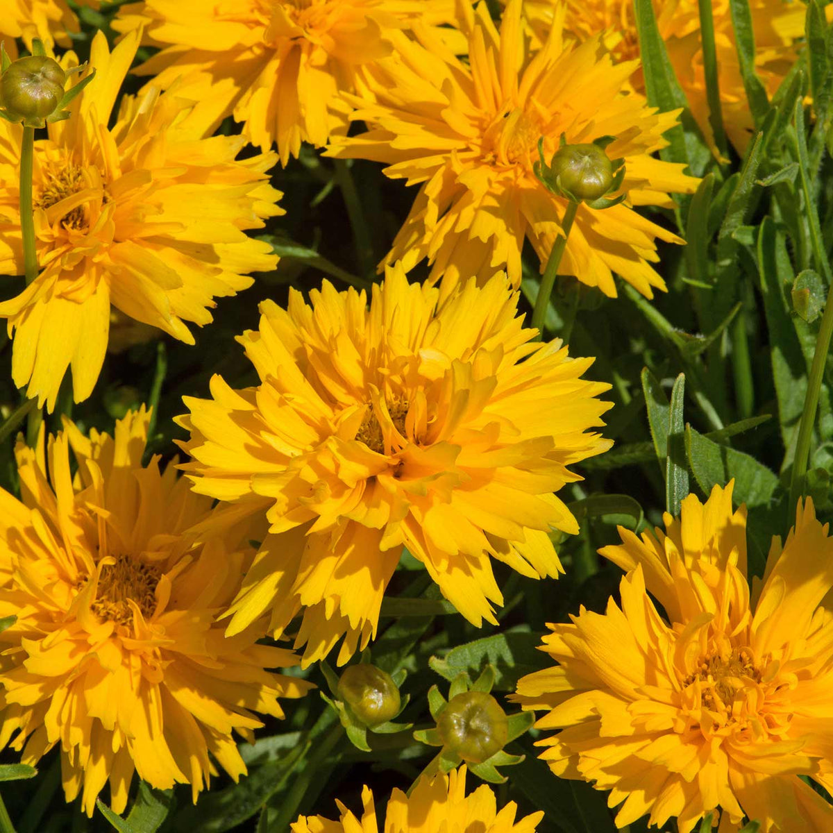 Coreopsis Seeds 'Double The Sun' | Buy Coreopsis Seeds Online ...