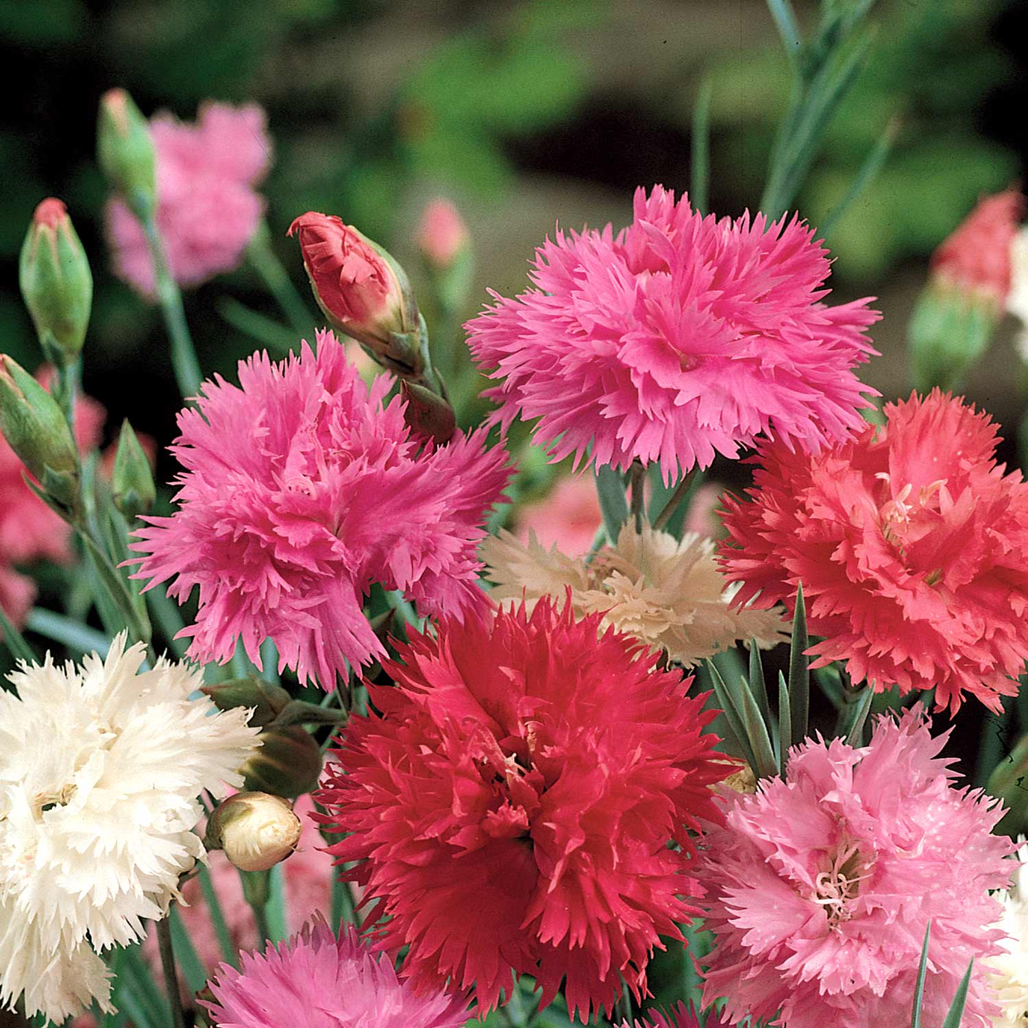 Dianthus Seeds 'Pink Spring Beauty' | Marshalls Garden