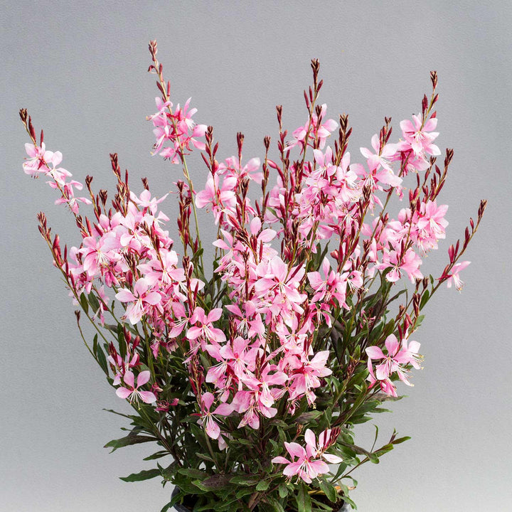 Gaura Seeds 'Giggles Pink Shades' | Buy Gaura Seeds Online | Gaura ...