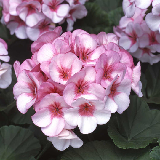 Geranium Seeds 'Horizon Star' | Buy Geranium Seeds Online | Geranium ...