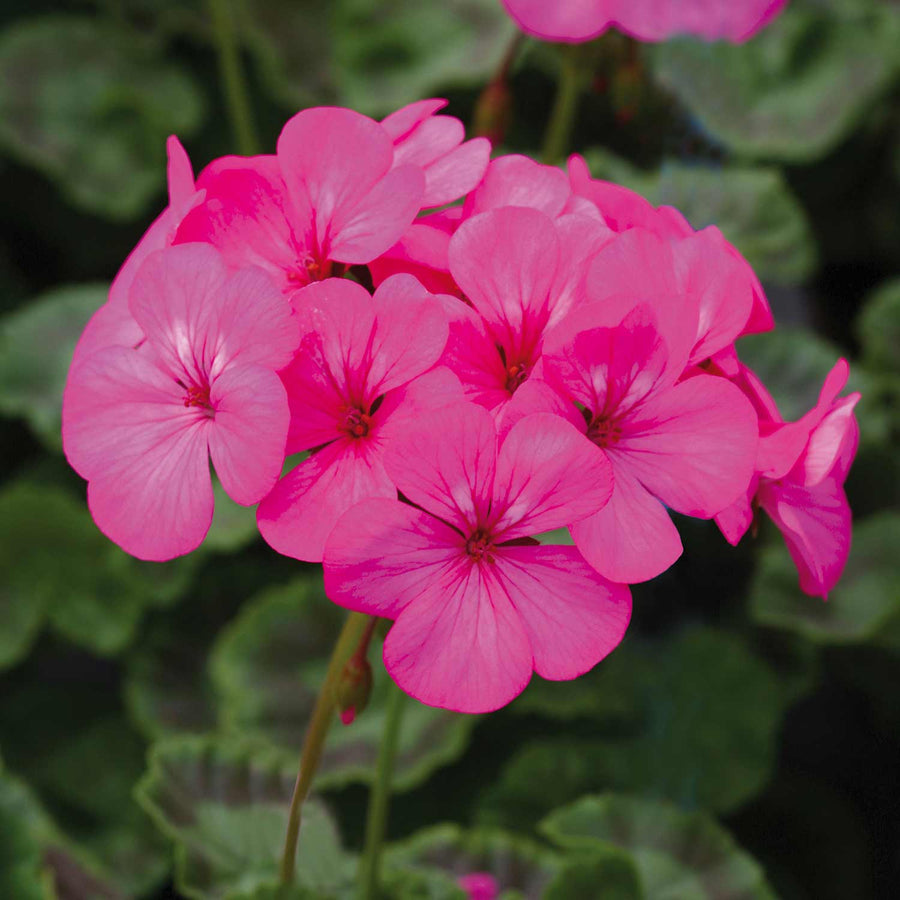 Geranium Seeds 'Horizon Neon Rose' | Buy Geranium Seeds Online ...