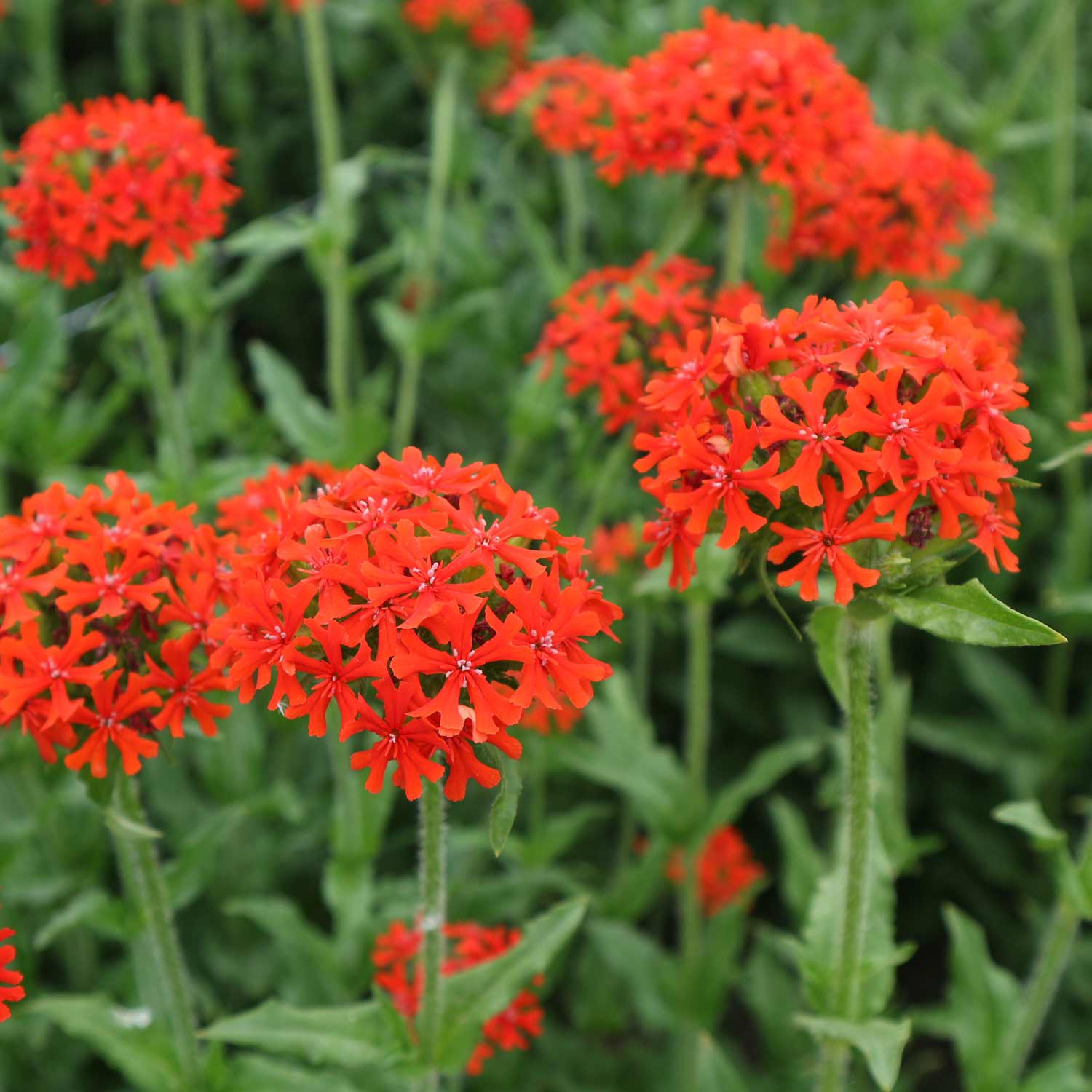 Lychnis Seeds 'Chalcedonica' | Marshalls Garden