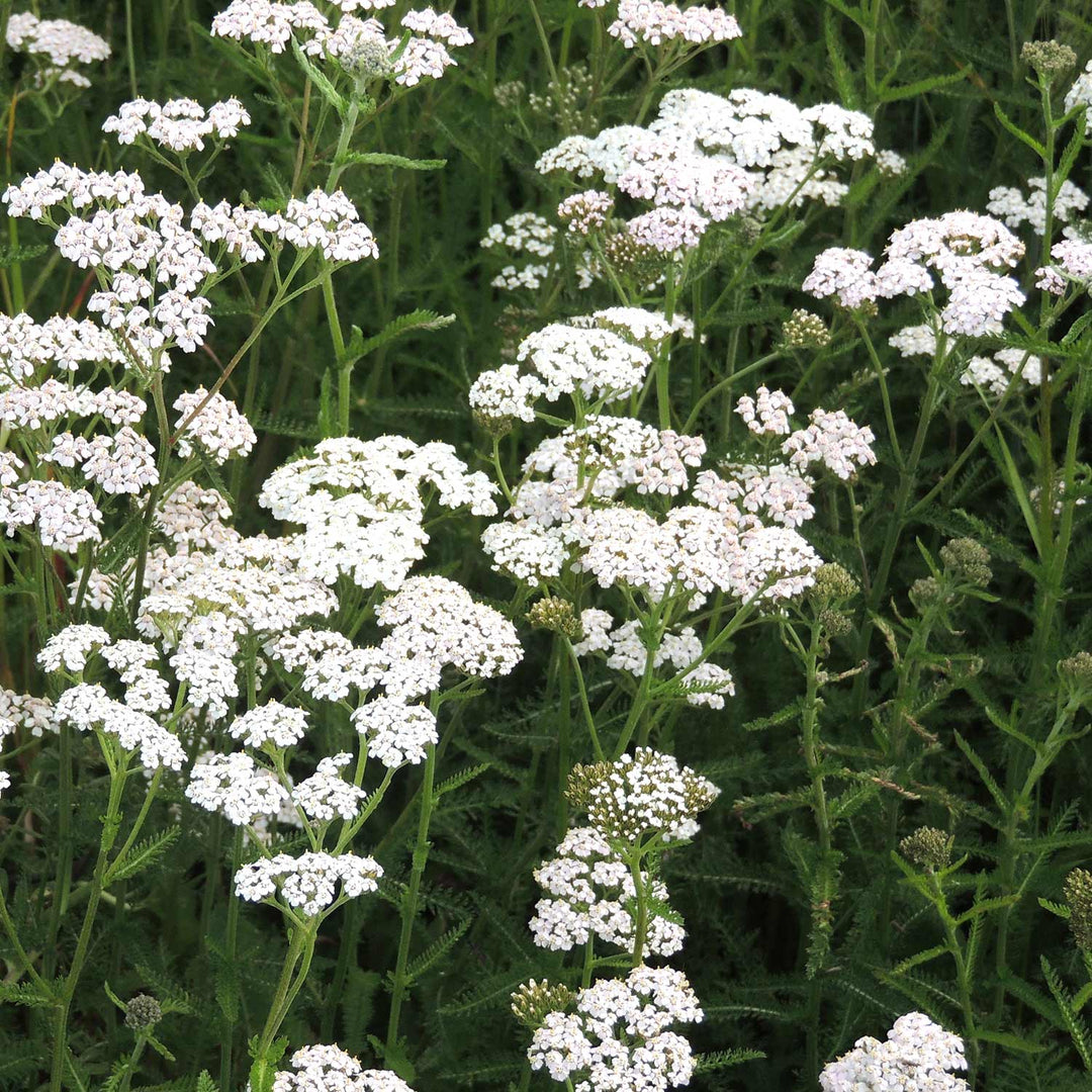 Achillea Millefolium Seeds 'Common Yarrow' | Buy Achillea Seeds Online ...