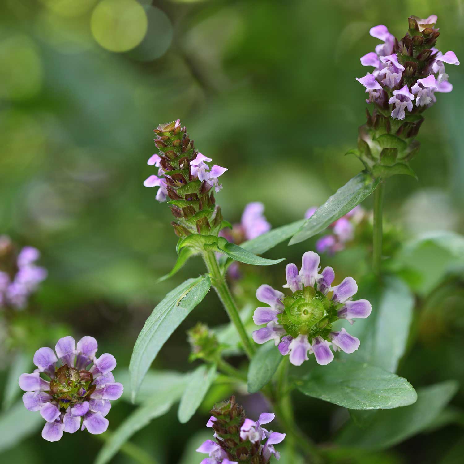 Prunella Vulgaris Seeds 'Common Selfheal' | Buy Prunella Seeds Online ...