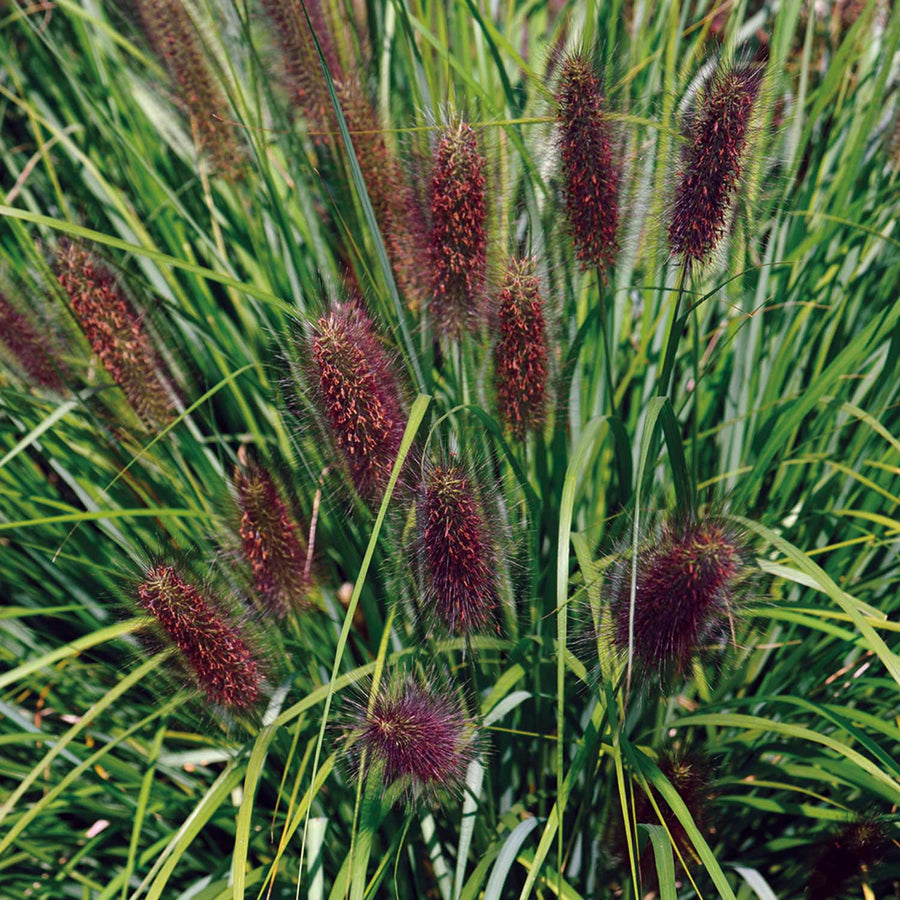 Pennisetum Seeds 'Alopecuroides Viridescens' | Buy Pennisetum Seeds ...