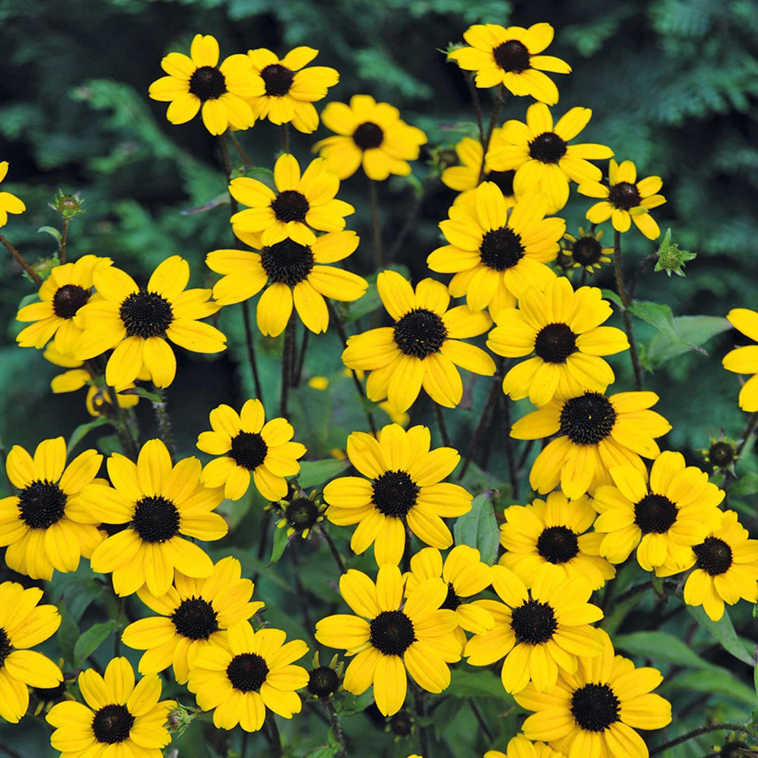 Rudbeckia Seeds 'Blackjack Gold' | Buy Rudbeckia Seeds Online ...