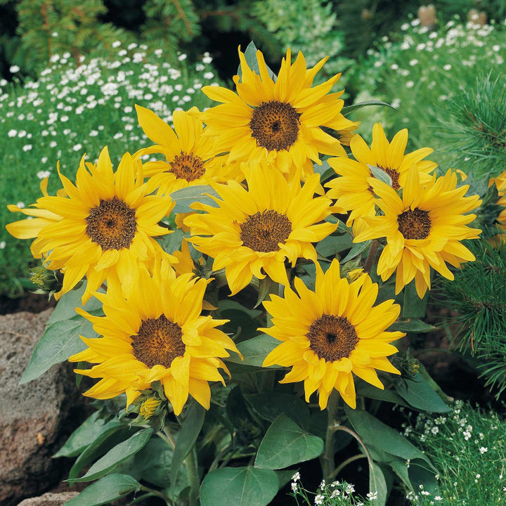 Sunflower Seeds 'Pacino' | Buy Sunflower Seeds Online | Sunflower Seeds ...