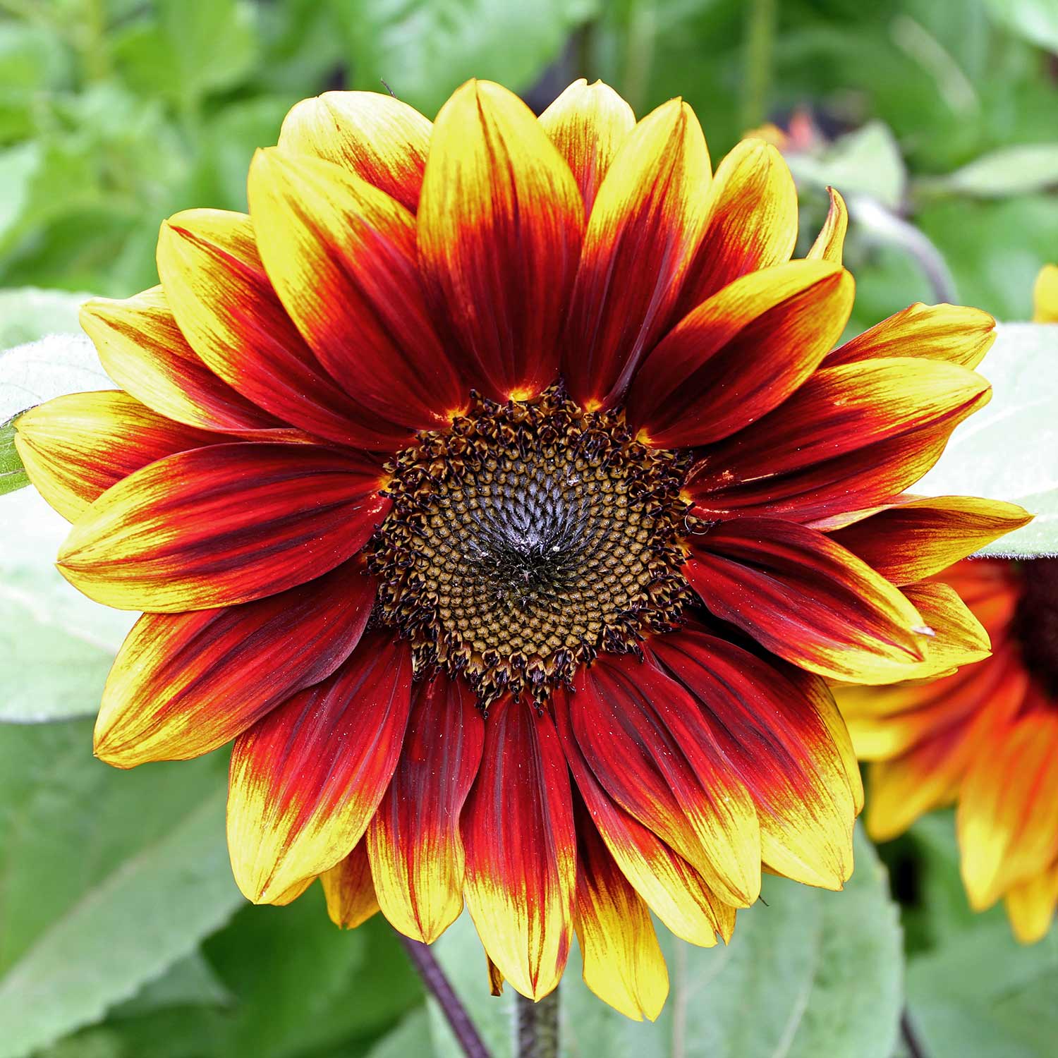 Sunflower Seeds 'Soleil Red' | Marshalls Garden