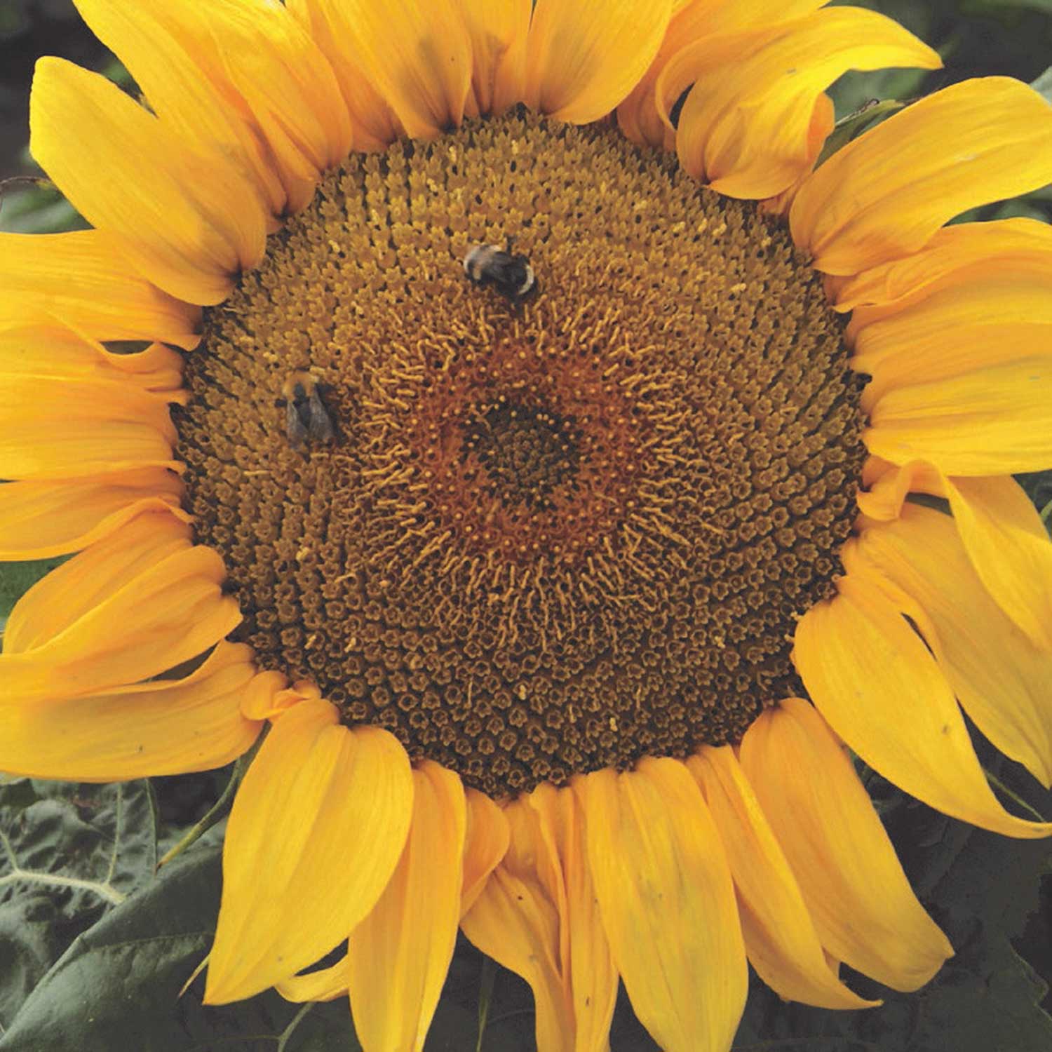 Sunflower Seeds 'Yellow Pygmy' | Marshalls Garden