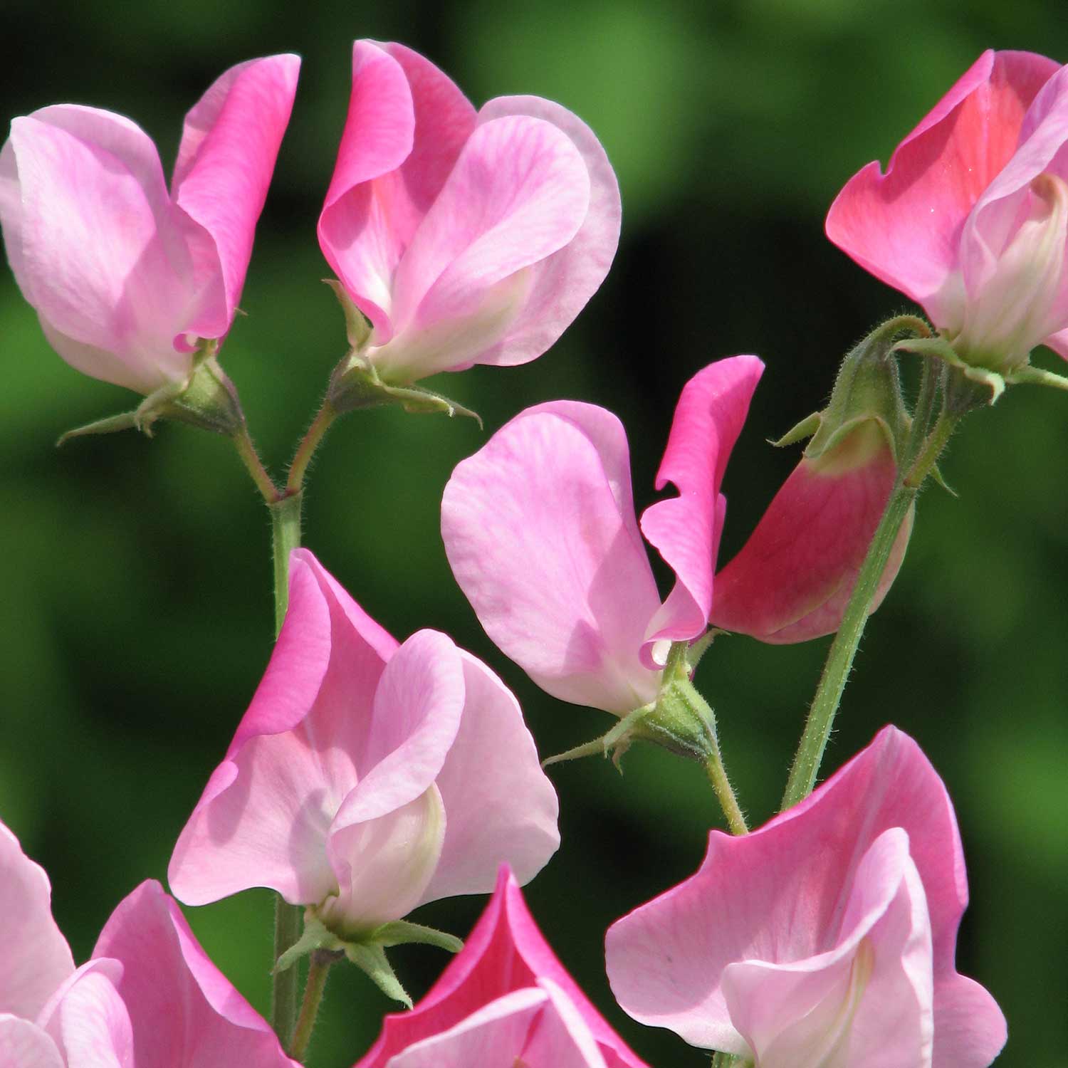 Sweet Pea Seeds 'Sicilian Pink' | Marshalls Garden