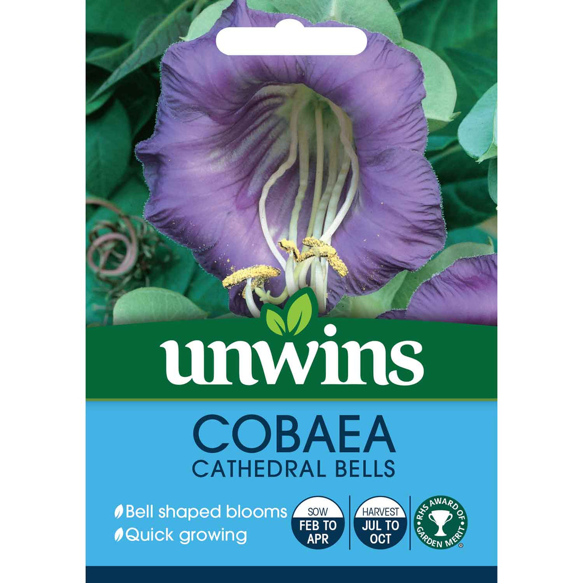 Cobaea Scandens Seeds 'Cathedral Bells' | Buy Cobaea Seeds Online ...