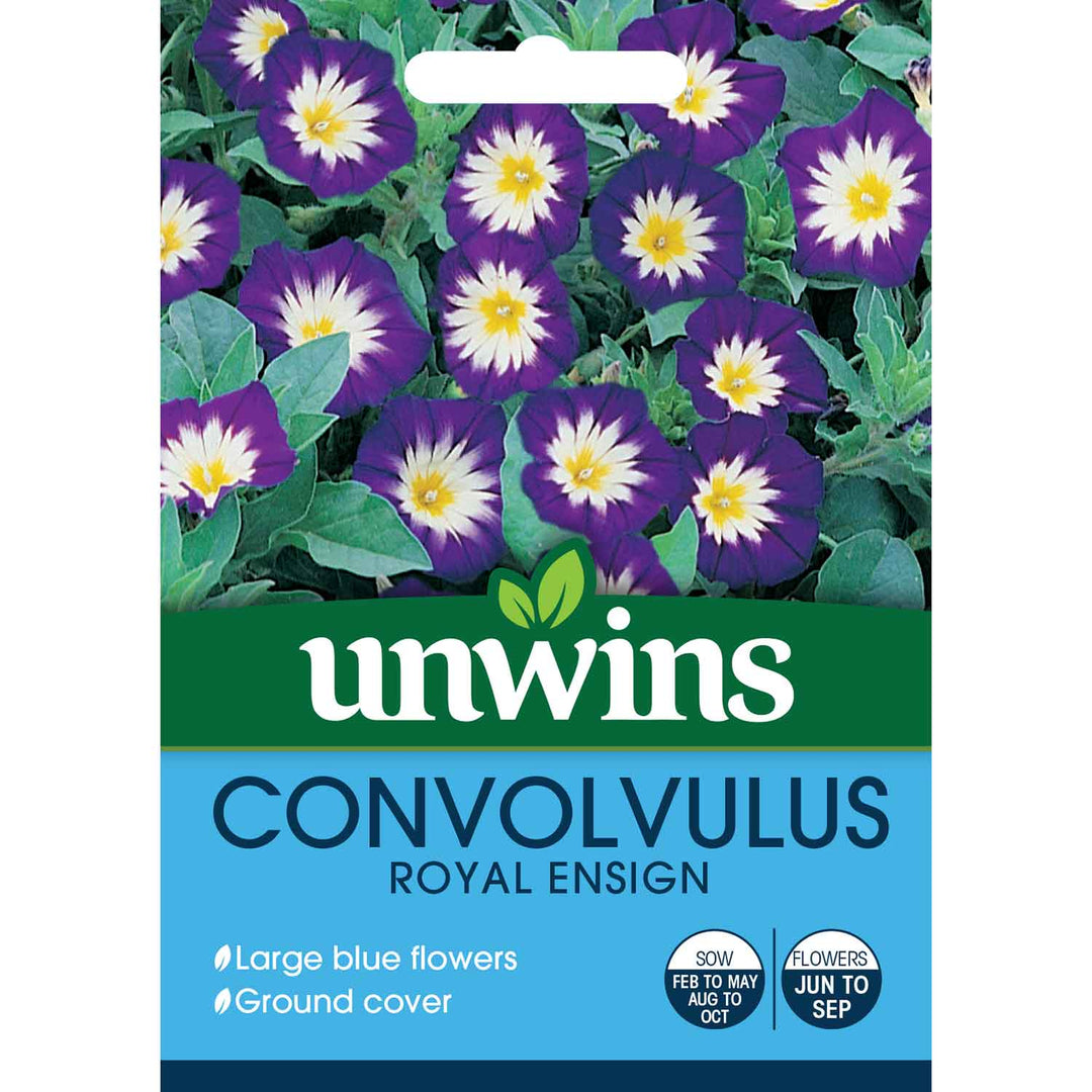 Convolvulus Seeds 'Royal Ensign' | Buy Convolvulus Seeds Online ...
