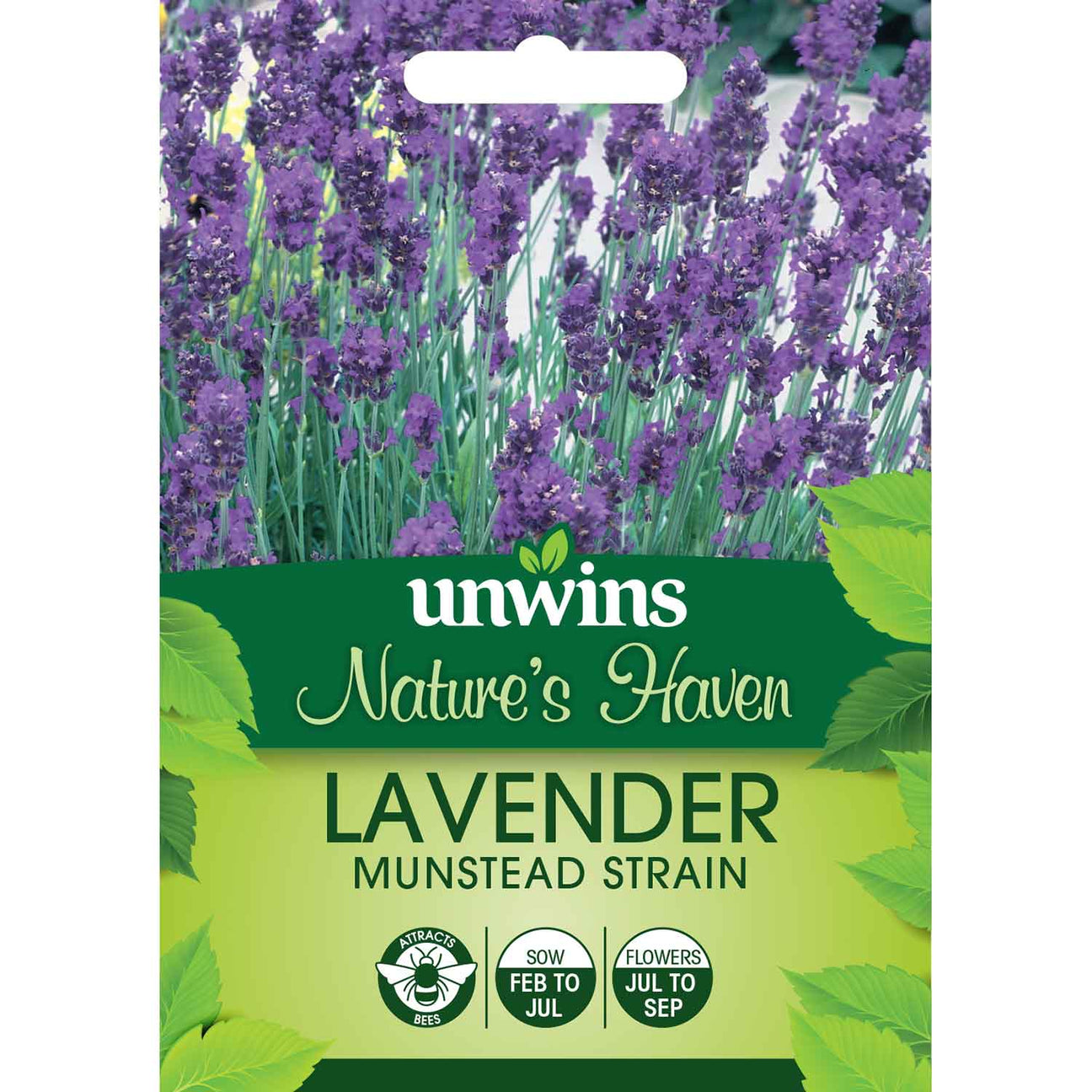 Lavender Seeds 'Munstead Strain Flower' | Buy Lavender Seeds Online ...