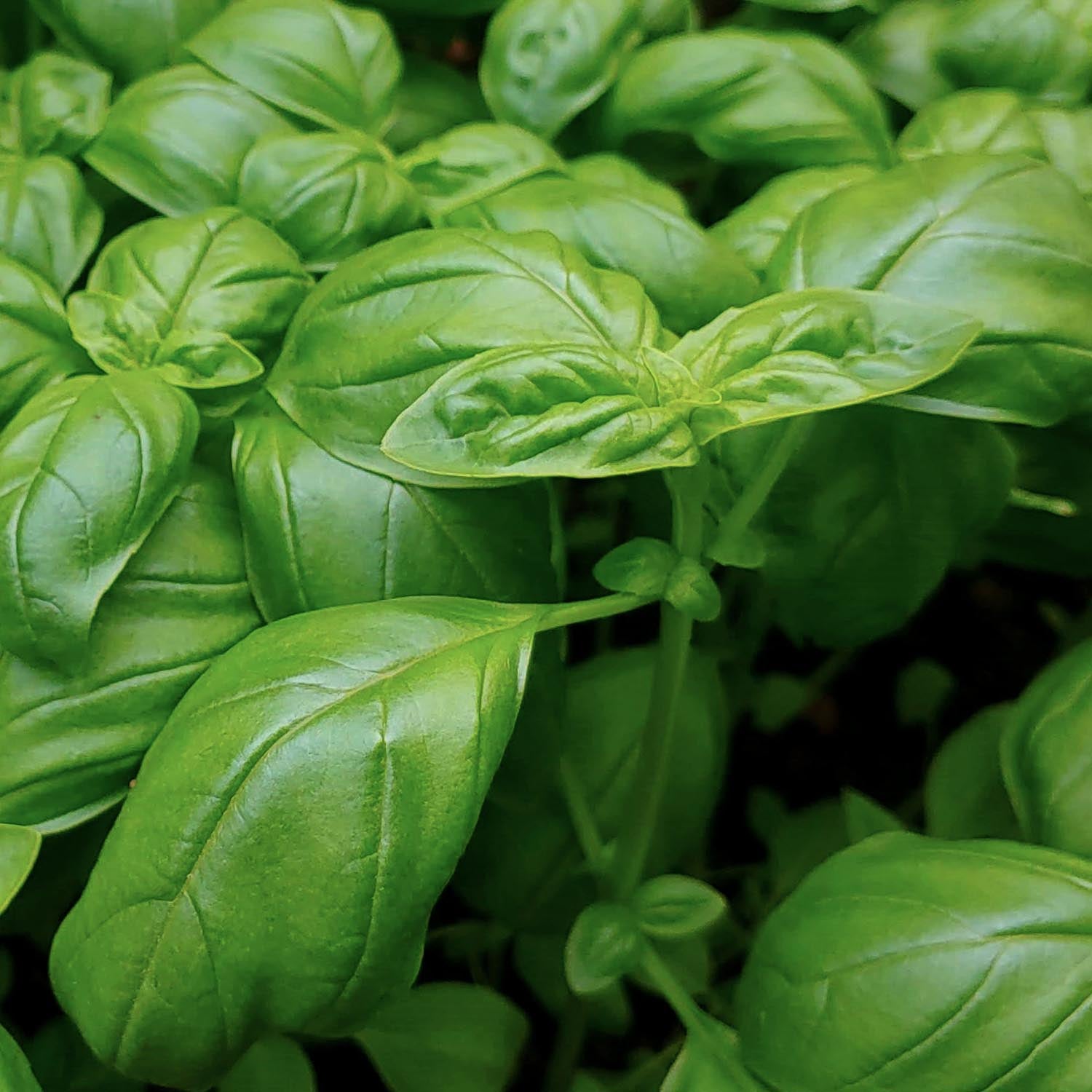 Basil Seeds 'Sweet Green' | Buy Basil Seeds Online | Basil Seeds for ...