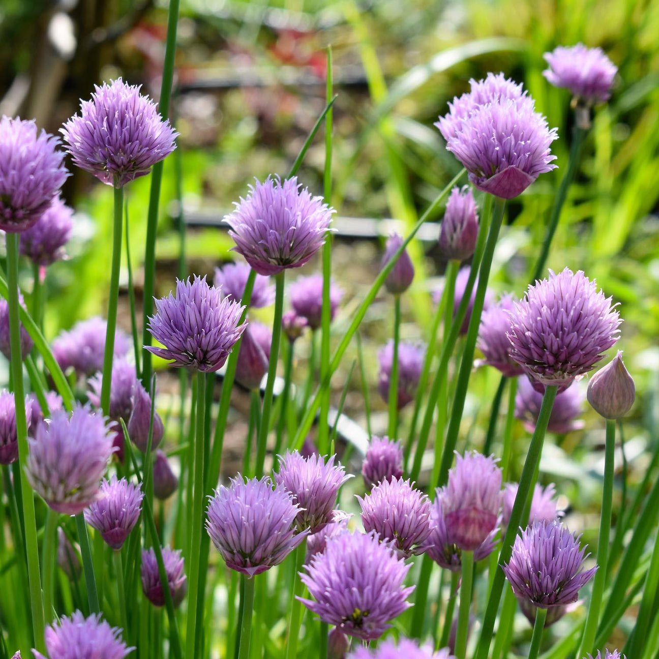 Chives Seeds 'Fine Leaved' | Buy Chive Seeds Online | Chive Seeds for ...