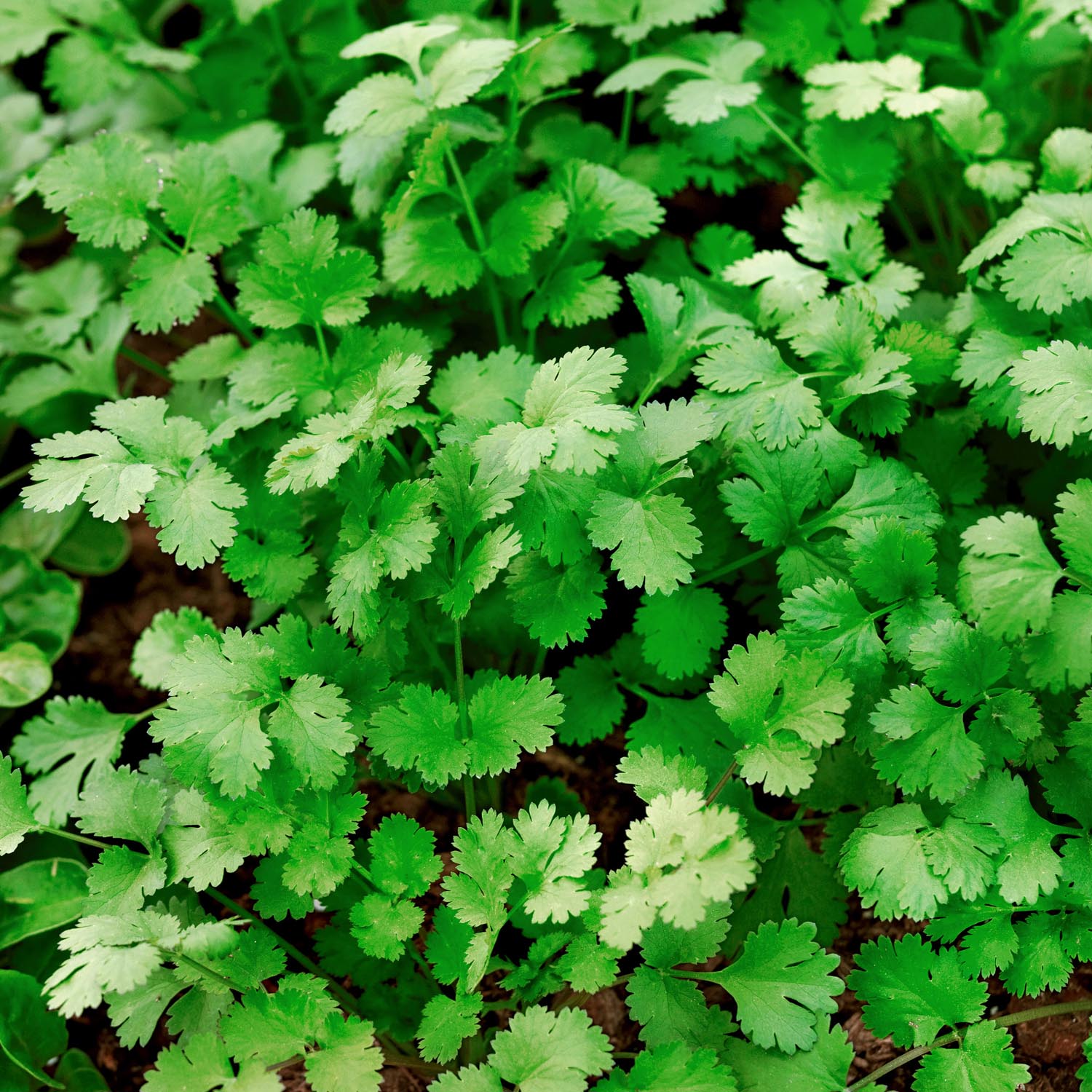 Coriander Seeds 'Fine Leaved' | Marshalls Garden