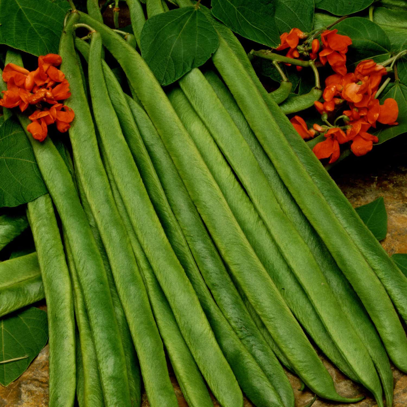 Runner Bean Seeds Organic 'Lady Di' | Buy Runner Bean Seeds Online ...