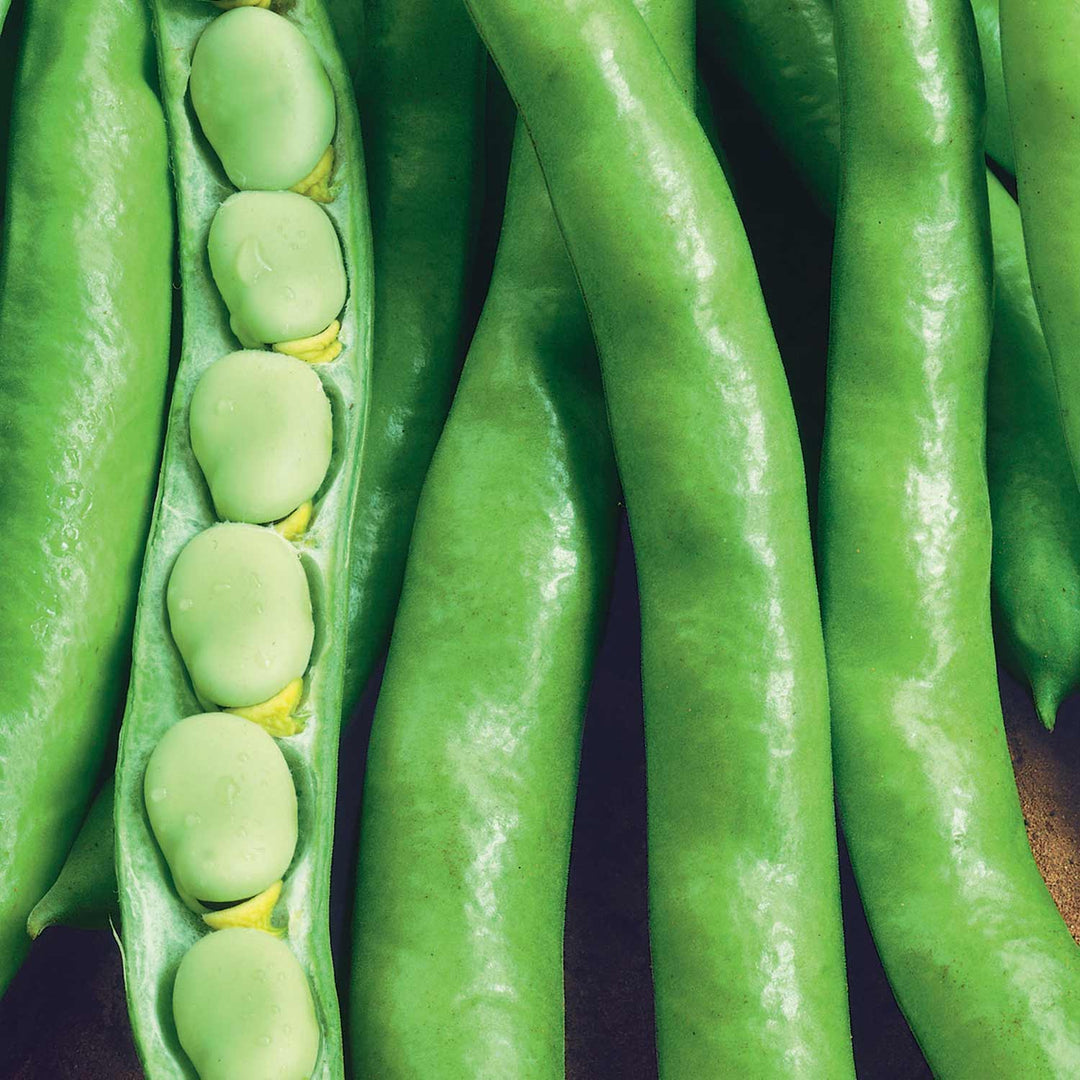 Organic Broad Bean Seeds 'Super Aquadulce Organic' | Buy Organic Broad ...