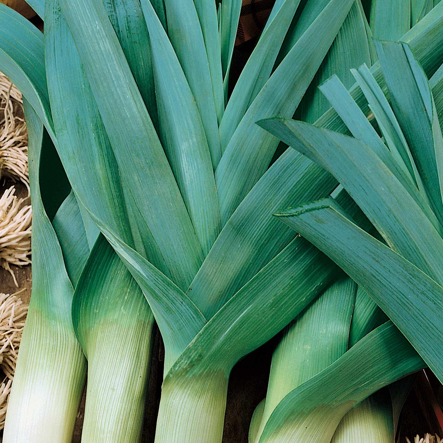 Leek Seeds Organic 'Caraten 2' | Marshalls Garden