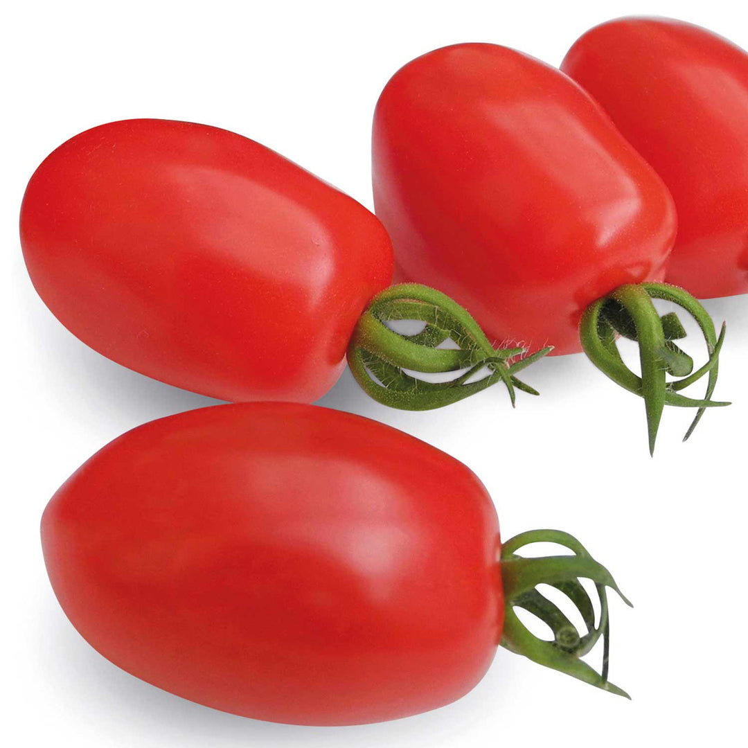Organic Cordon Tomato Seeds 'Monterrey' F1 | Buy Organic Cordon Tomato ...