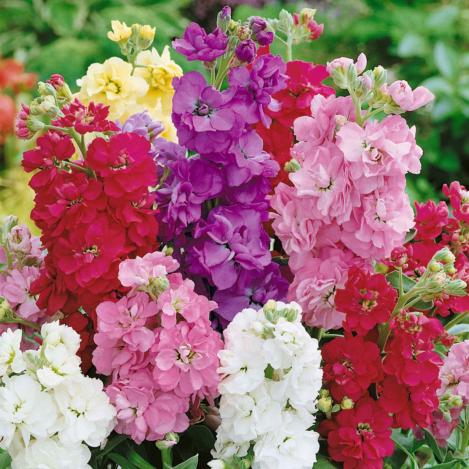 Stock Seeds 'Brompton Spring Flowering Mix' | Marshalls Garden