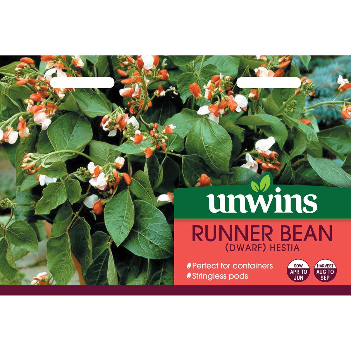 Dwarf Runner Bean Seeds 'Hestia' | Buy Runner Beans Online | Runner ...