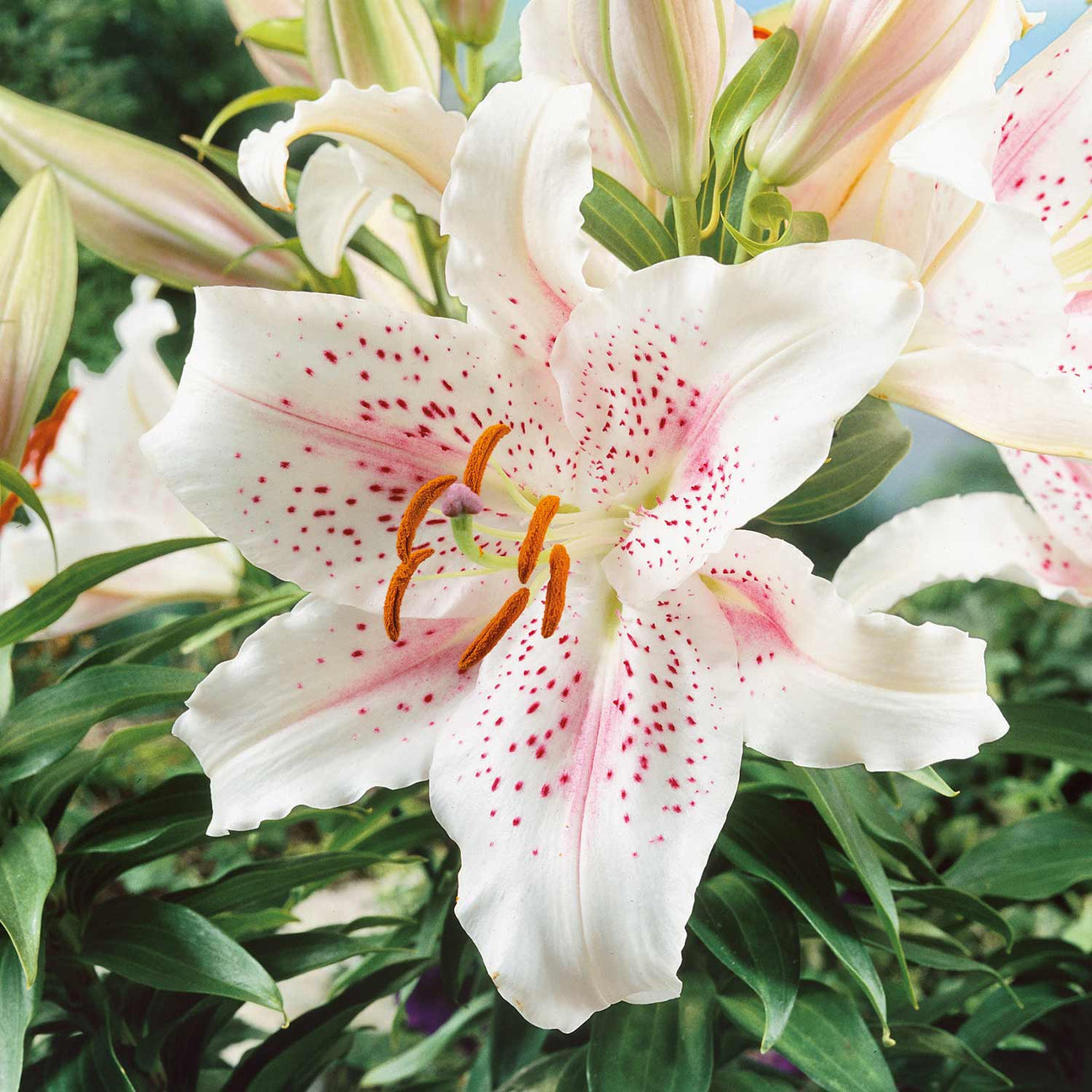 Lilium 'Muscadet' - 3 Bulbs | Buy Lilium Plants Online | Marshalls Garden