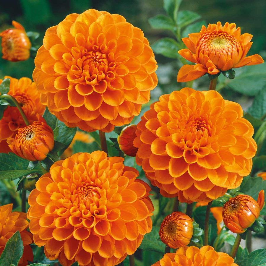Dahlia 'Sylvia' Tuber | Buy Dahlia Plant Online | Dahlia Plant for Sale ...