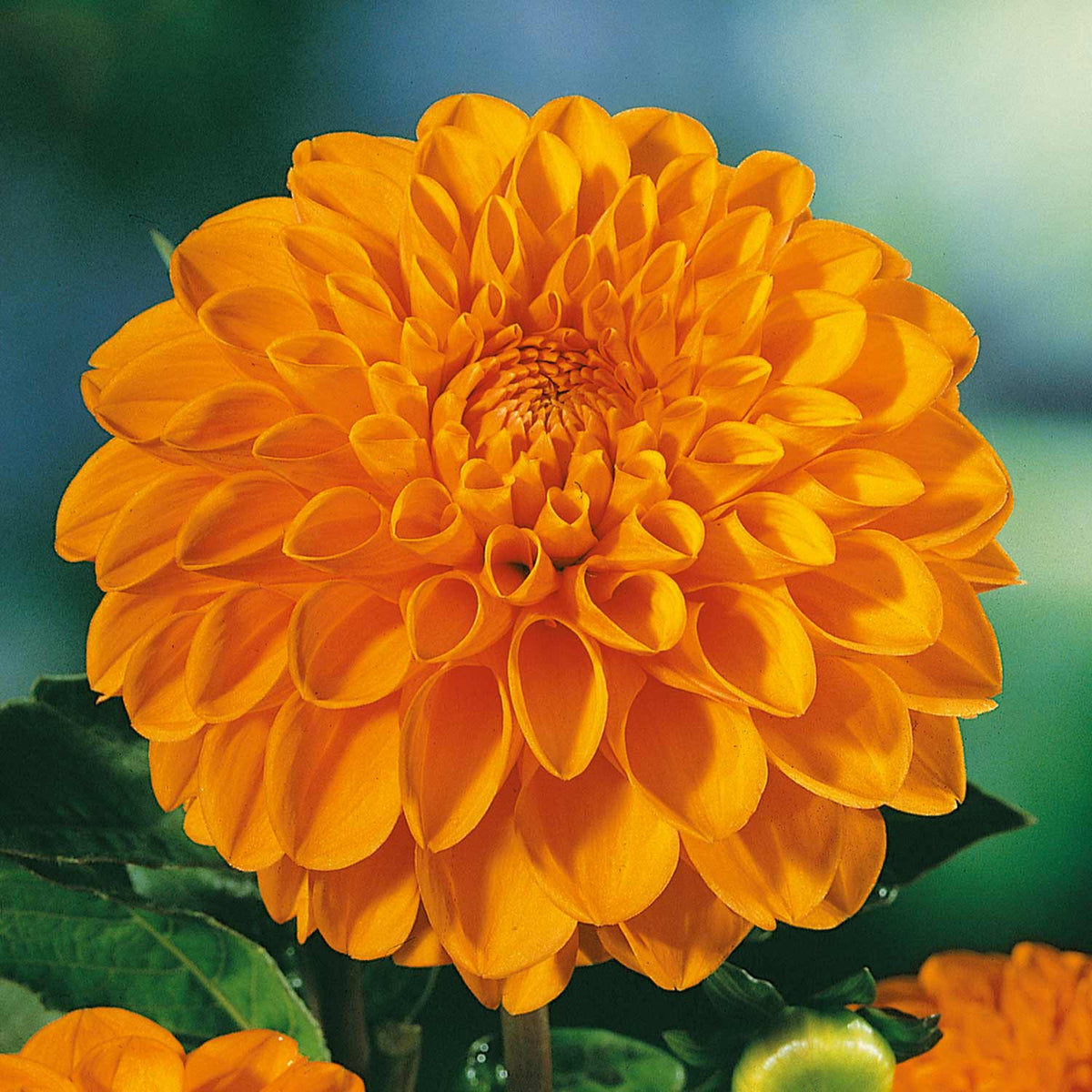 Dahlia 'Sylvia' Tuber | Buy Dahlia Plant Online | Dahlia Plant for Sale ...