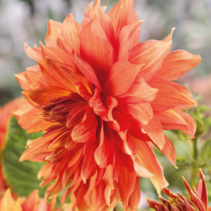 Dahlia 'Mango Madness' Tuber | Buy Dahlia Tubers Online | Dahlia Tubers ...
