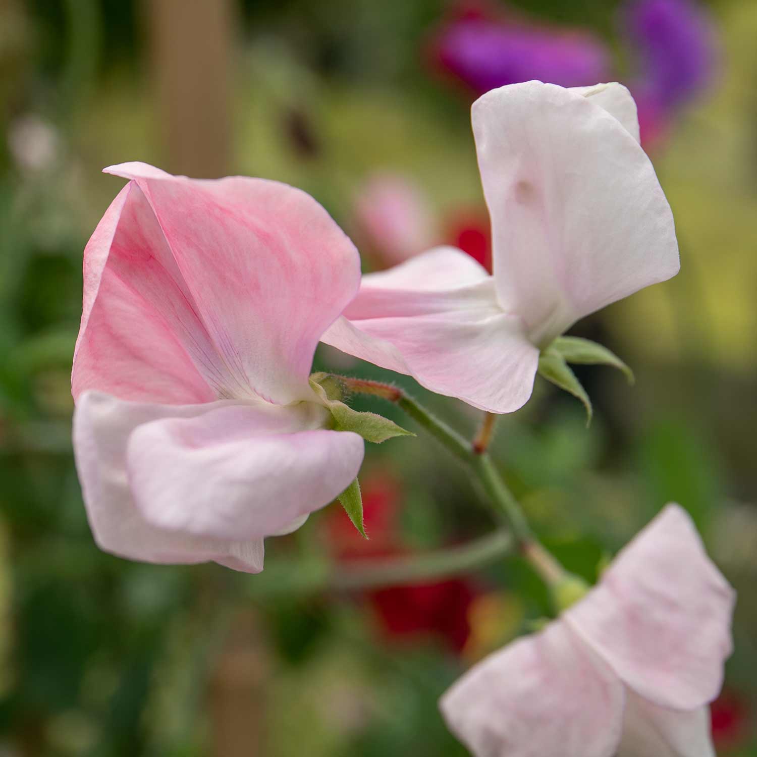 Buy Sweet Pea Old Fashioned Selection Seeds Online | Marshalls ...