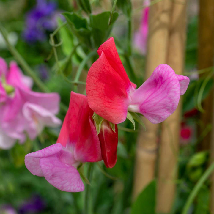 Buy Sweet Pea Old Fashioned Selection Seeds Online | Marshalls ...