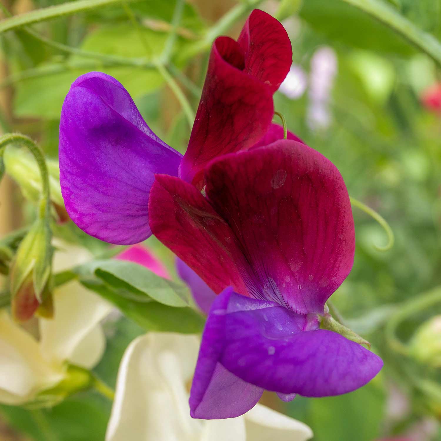 Sweet Pea Seeds 'Old Fashioned Selection' | Buy Sweet Pea Seeds Online ...