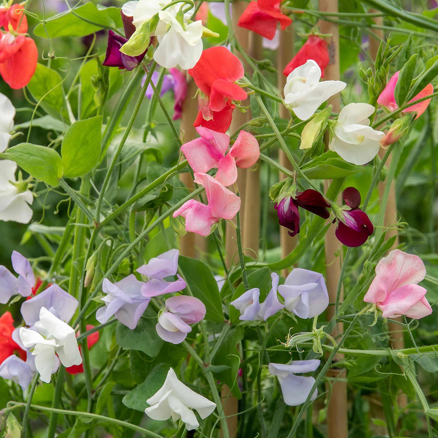 Sweet Pea Plants 'Summerlong Mix' - 12 x Plug Plants | Buy Sweet Pea ...