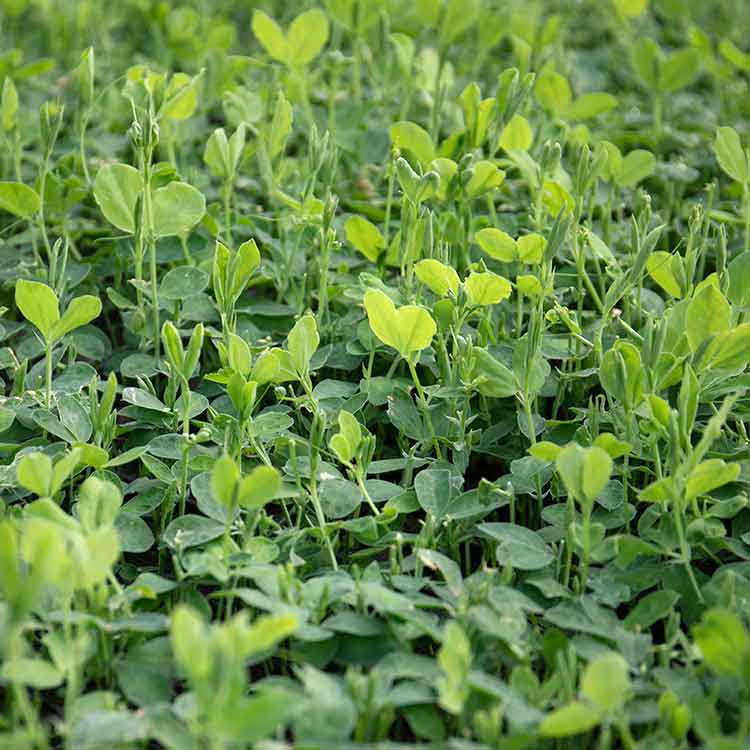 Buy Sweet Pea 'Marshalls Selection' Plants Online | Marshalls ...