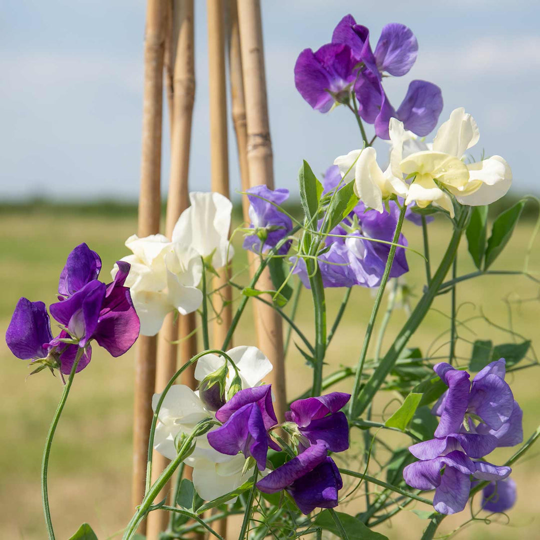 Buy Sweet Pea 'Rhythm and Blues' Mix Online | Marshalls – Marshalls Garden