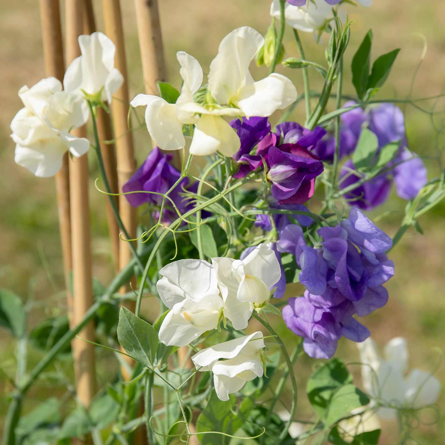Sweet Pea Plant 'Rhythm and Blues Mix' - 12 x Plug Plants | Buy Sweet ...