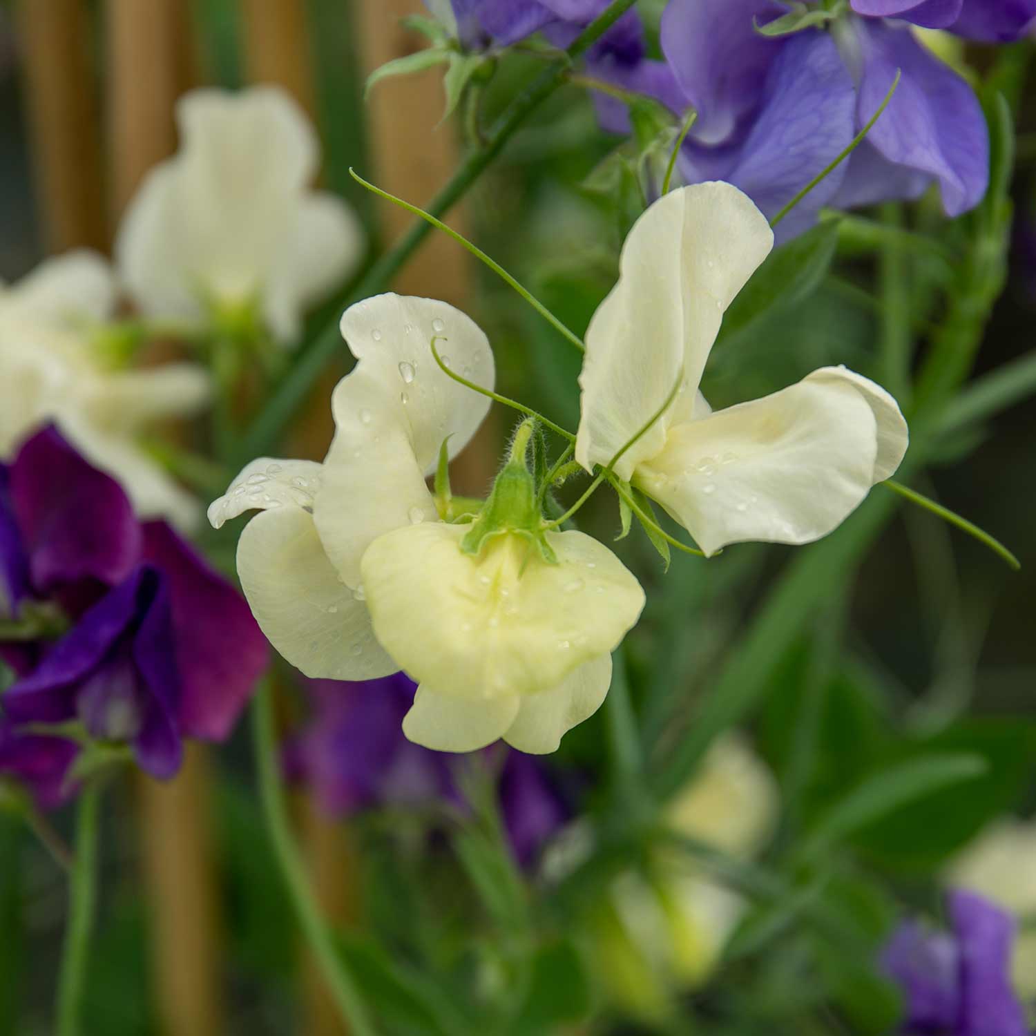 Buy Sweet Pea 'Rhythm and Blues' Mix Online | Marshalls – Marshalls Garden