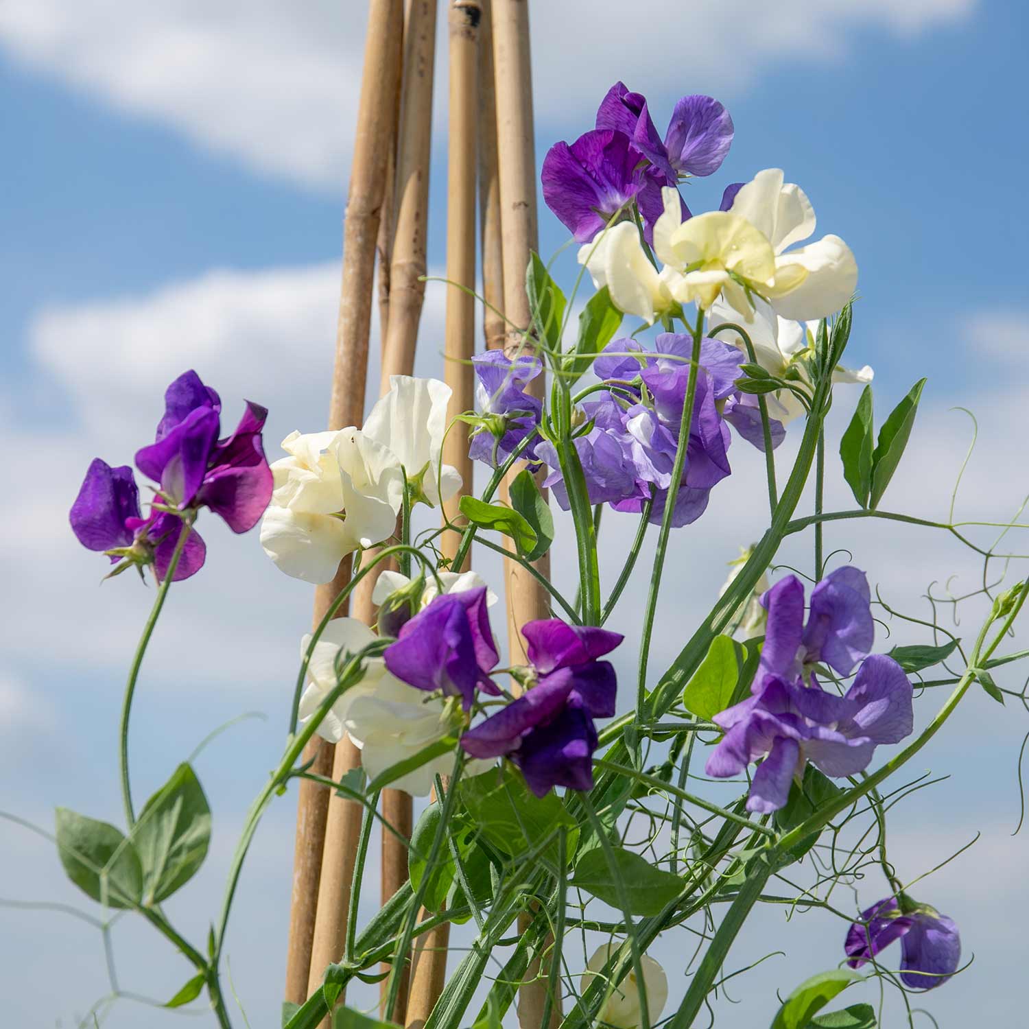 Sweet Pea Plant 'Rhythm and Blues Mix' - 12 x Plug Plants | Buy Sweet ...