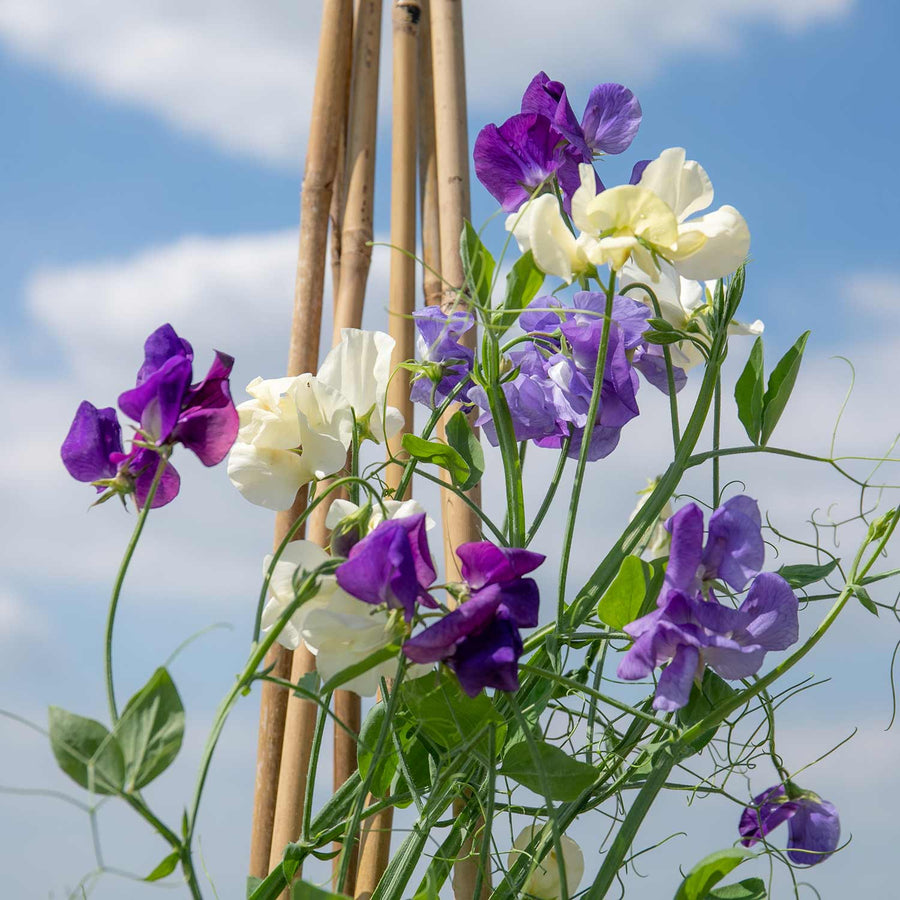 Sweet Pea Plant 'Rhythm and Blues Mix' - 12 x Plug Plants | Buy Sweet ...