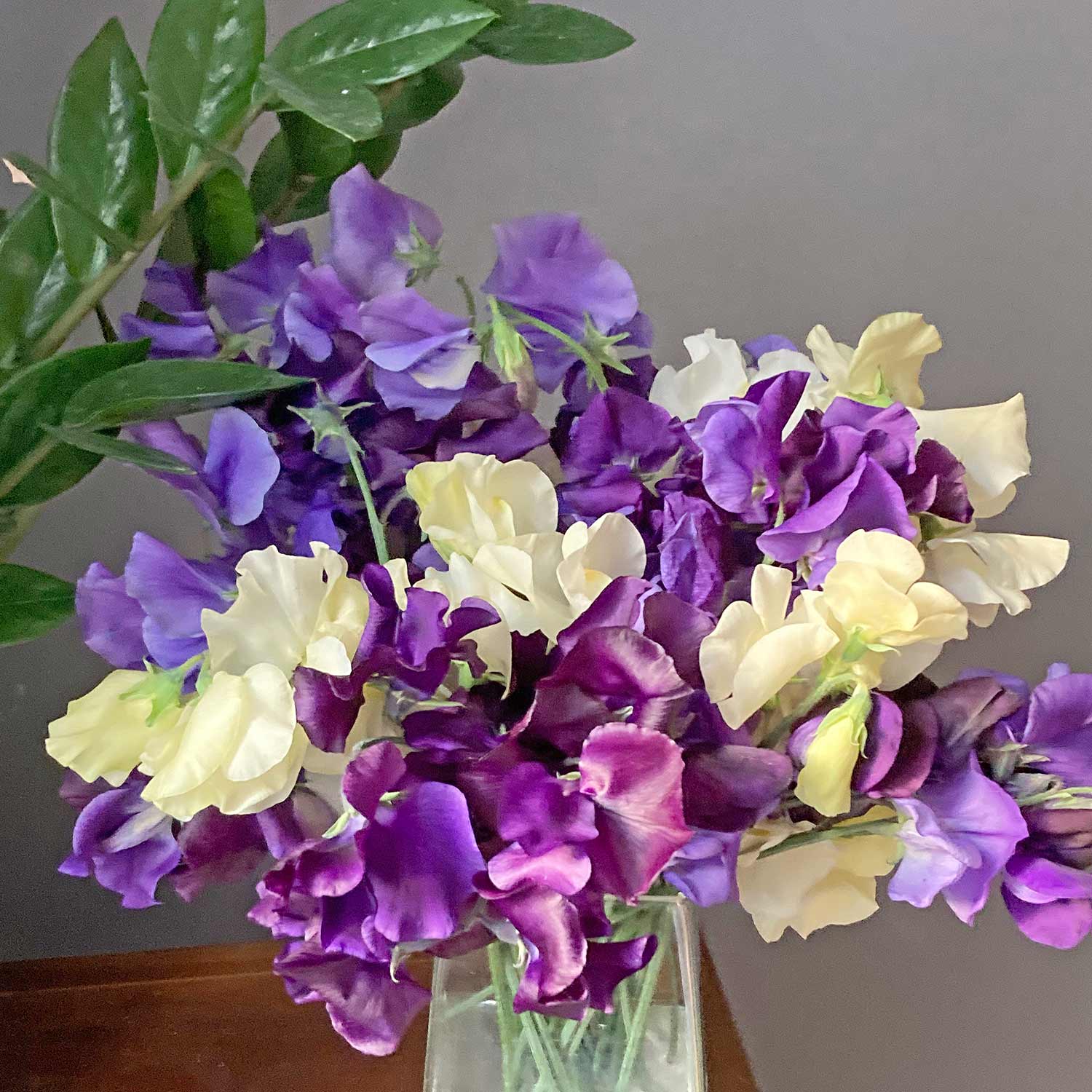 Buy Sweet Pea 'Rhythm and Blues' Mix Online | Marshalls – Marshalls Garden