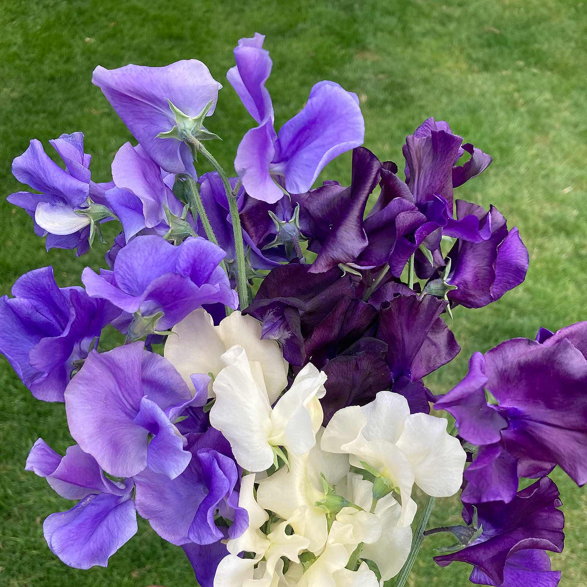Buy Sweet Pea 'Rhythm and Blues' Mix Online | Marshalls – Marshalls Garden