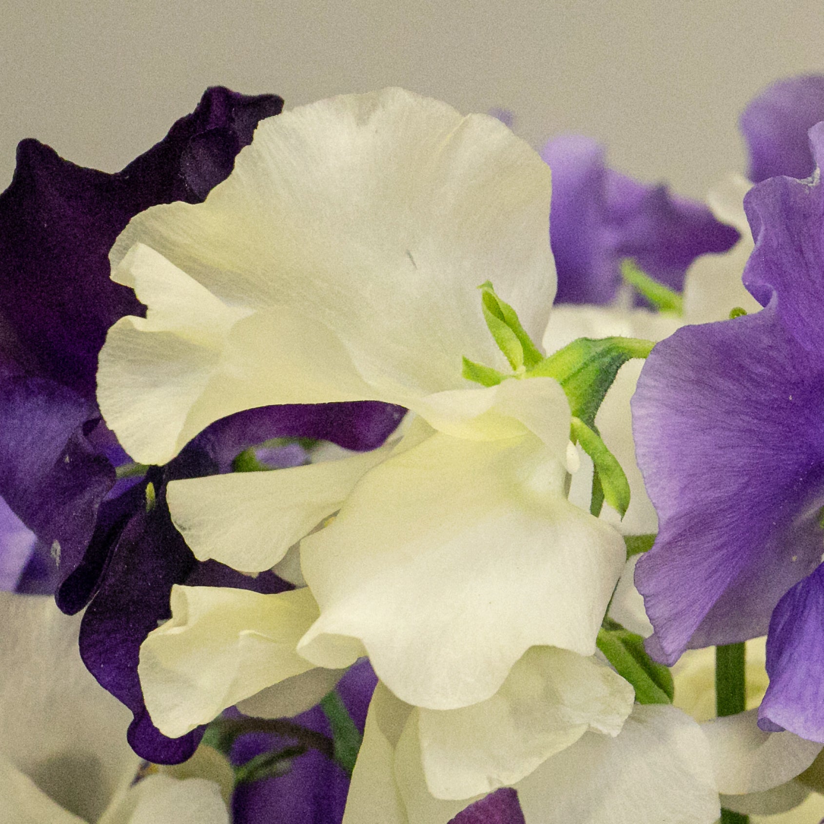 Sweet Pea Plant 'Rhythm and Blues Mix' - 12 x Plug Plants | Buy Sweet ...